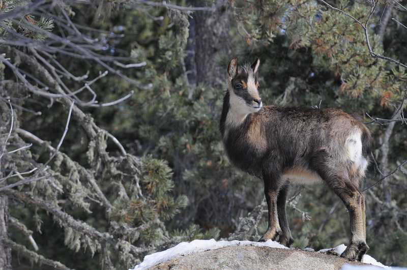 Parc animalier Les Angles