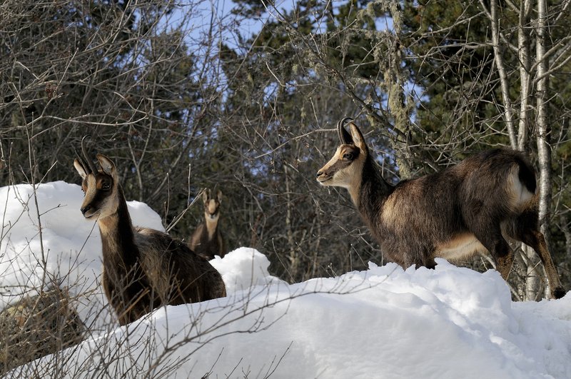 Parc animalier Les Angles